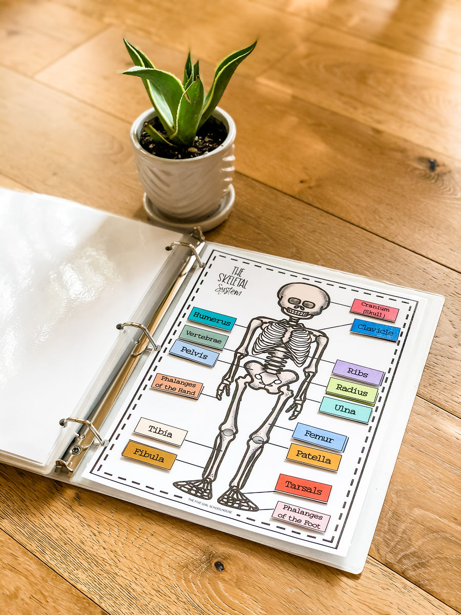 Early Learning Toolbox #8- The Skeletal System, Anatomy, The 5 Senses ...