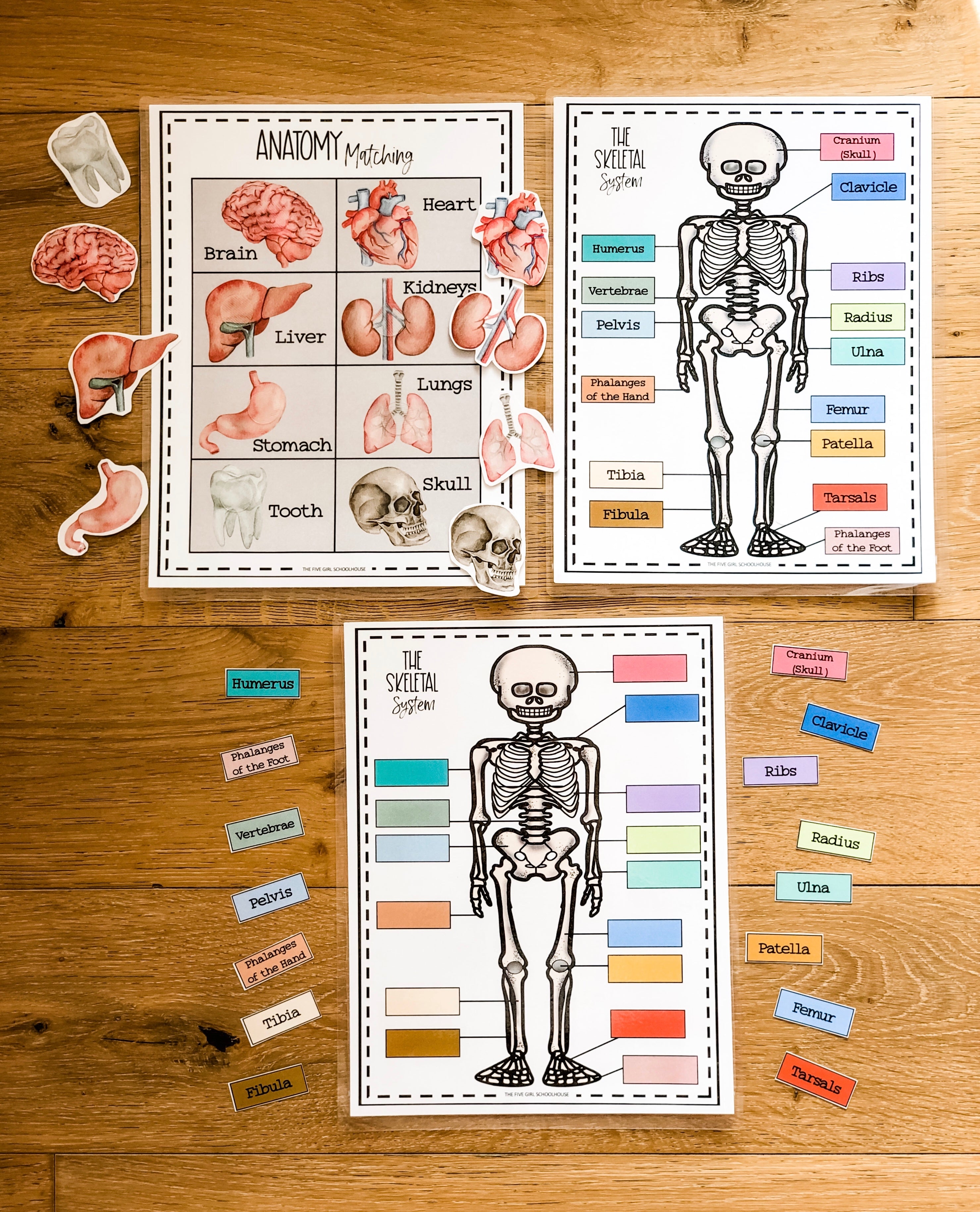 Early Learning Toolbox #8- The Skeletal System, Anatomy, The 5 Senses ...